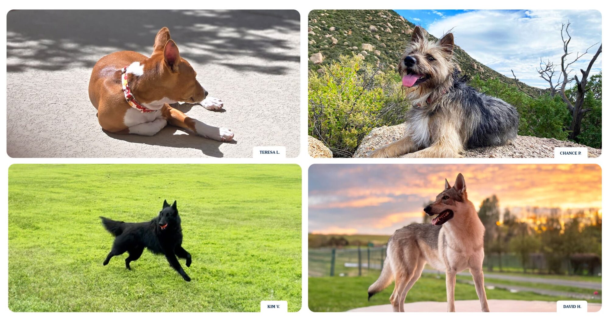 The Virtual Pet Park 2025 Recap: Cute Pets & Fan Favorites