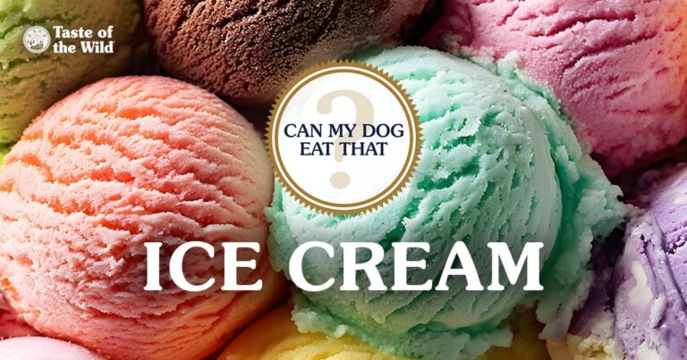 Can Dogs Eat Ice Cream? A Safety Guide